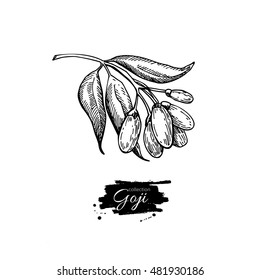 Goji Berry Vector Superfood Drawing Isolated Stock Vector (Royalty Free ...