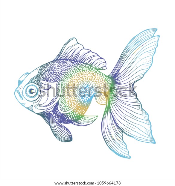 Gold Fish Llustration Drawing Sea Animal Stock Vector (Royalty Free ...
