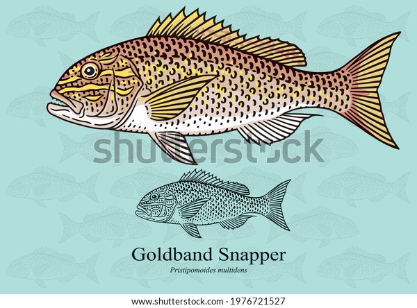 Vektor Stok Goldband Snapper Vector Illustration Refined Details (Tanpa ...