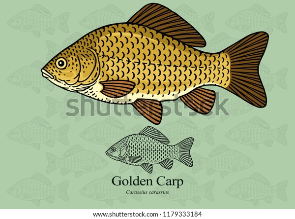 Golden Carp Vector Illustration Refined Details Stock Vector (Royalty ...