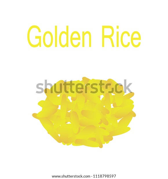 Golden Rice Vector White Background Stock Vector (Royalty Free ...