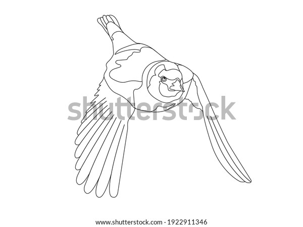 Goldfinch Line Drawing Vector: เวกเตอร์สต็อก (ปลอดค่าลิขสิทธิ์ ...