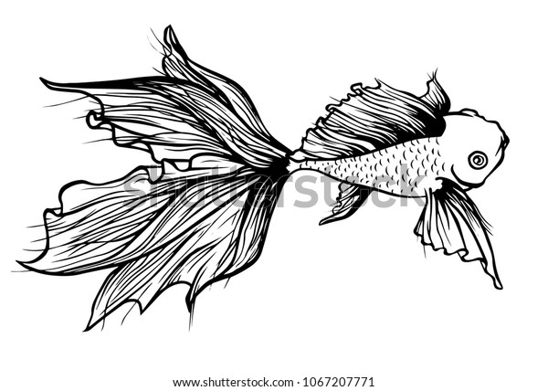 Goldfish Line Art Arkivvektor (royaltyfri) 1067207771 | Shutterstock