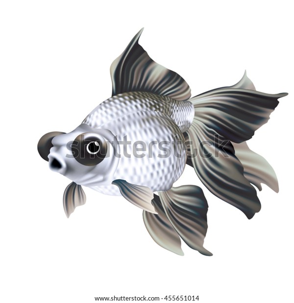 Goldfish Telescope Panda Moor On White Stock Vector (Royalty Free ...