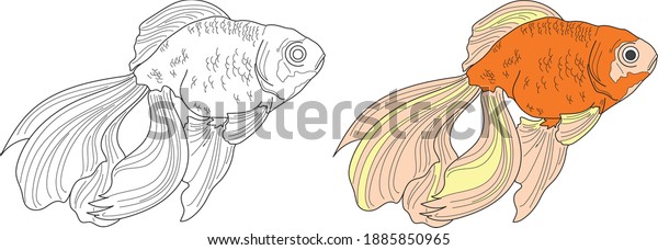 Goldfish Vector Drawing Animal Vector Drawing: เวกเตอร์สต็อก (ปลอดค่า ...