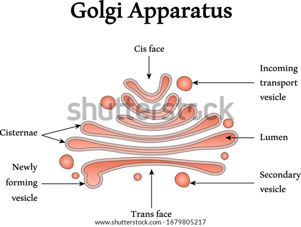 Golgi Apparatus Vector Illustration Labeled Microscopic Golgi Apparatus Vector Illustration Labeled Microscopic