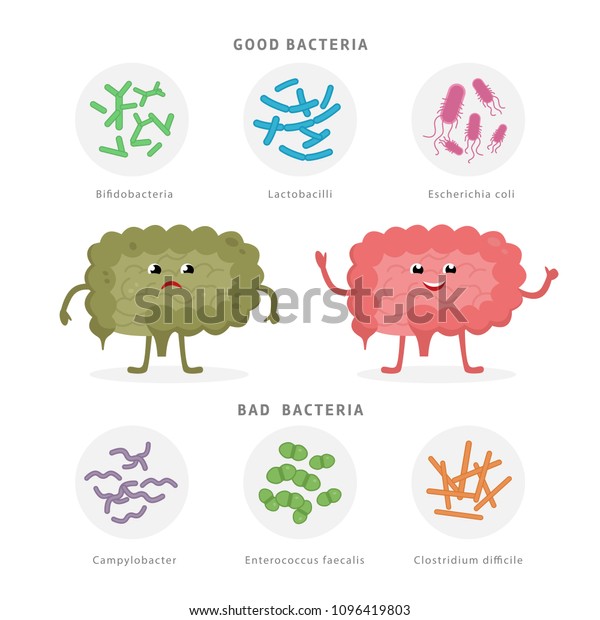 Good Bacteria and Bad Bacteria in human intestines. Bifidobacteria ...