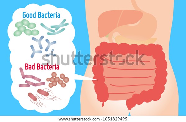 Good Bad Bacteria Enteric Bacteria Intestinal Stock Vector (Royalty ...