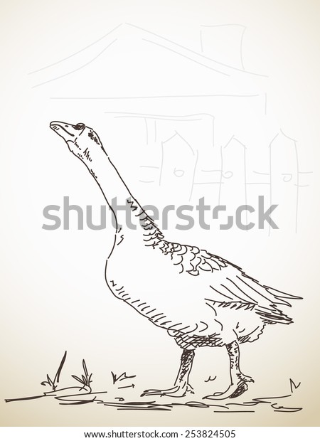 Goose Attacks Vector Sketch Hand Drawn: เวกเตอร์สต็อก (ปลอดค่าลิขสิทธิ์ ...