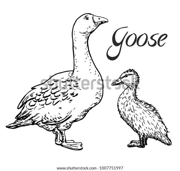 Goose Gosling Sketch Isolated Vector Illustration Stock Vector (Royalty ...