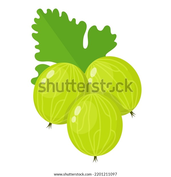 Gooseberry Flat Vector Illustration Logo Icon Stock Vector (Royalty ...