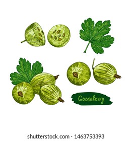 Gooseberry Hand Drawn Colorful Vector Illustration Stock Vector ...