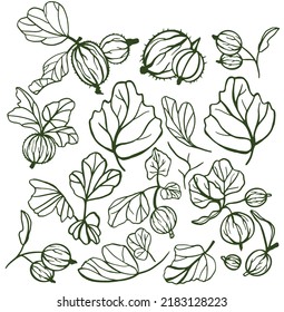 Gooseberry Hand Drawn Vector Illustration Sketch Stock Vector (Royalty ...