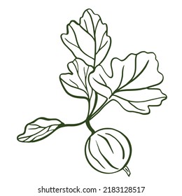 Gooseberry Hand Drawn Vector Illustration Sketch Stock Vector (Royalty ...
