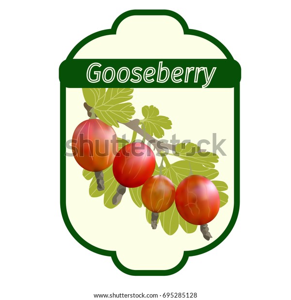 Gooseberry Label Vector Illustration Stock Vector (Royalty Free) 695285128
