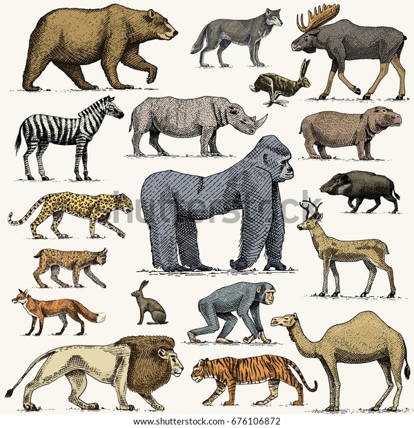 Gorilla Moose Eurasian Elk Camel Deer Stock Vector (Royalty Free ...