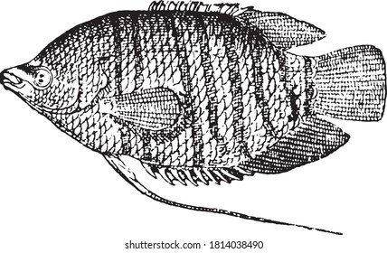 244 Gourami fish Stock Vectors, Images & Vector Art | Shutterstock