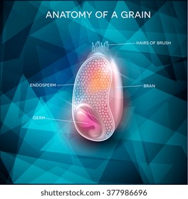 161 Whole grain endosperm Images, Stock Photos & Vectors | Shutterstock