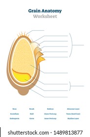 Grain Anatomy Worksheet Vector Illustration Blank Stock Vector (Royalty ...