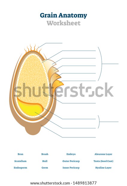 Grain anatomy worksheet vector illustration. Blank seed diagram ...