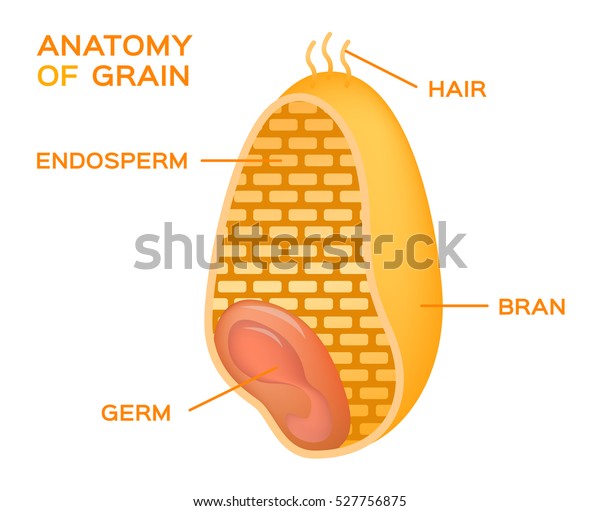 Grain Cross Section Anatomy Endosperm Germ Stock Vector (Royalty Free ...