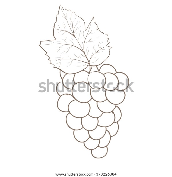 Grape Sketch Vector Illustration Isolated On Stock Vector (Royalty Free ...