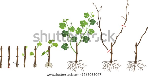 Grapevine Vegetative Reproduction Scheme Growth Stages Stock Vector ...