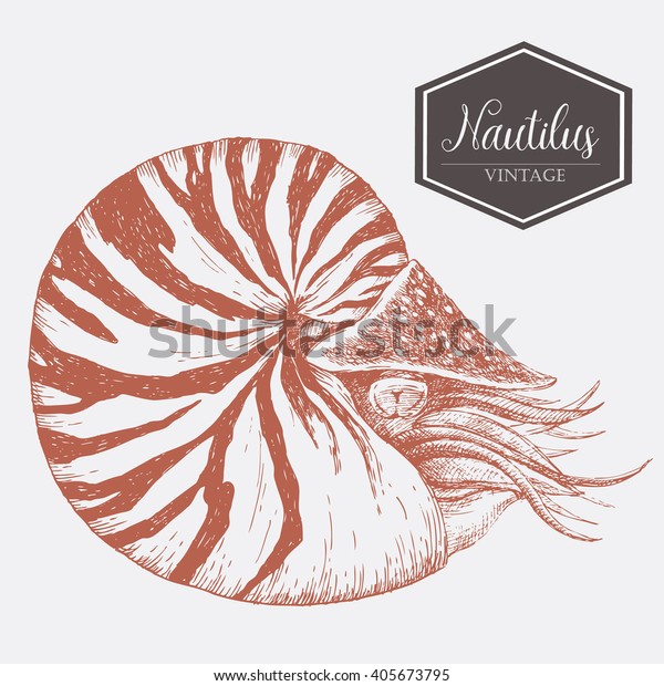 Graphic Botanical Nautilus Drawing Line Drawing Stock Vector (Royalty ...