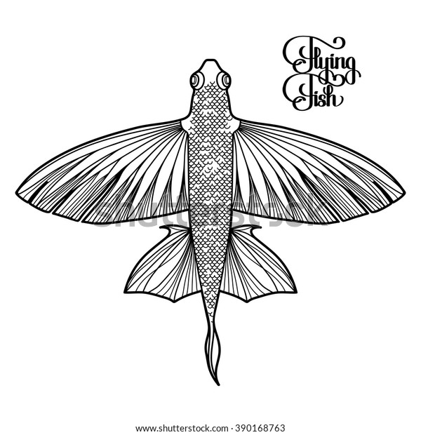 Graphic Flying Fish Drawn Line Art Stock Vector (Royalty Free ...