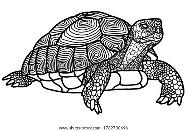 Graphic Indian Star Tortoise Drawn Line Stock Vector (Royalty Free ...