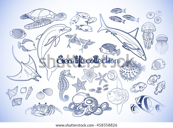 Graphic Sea Life Collection Vector Ocean Stock Vector (Royalty Free ...