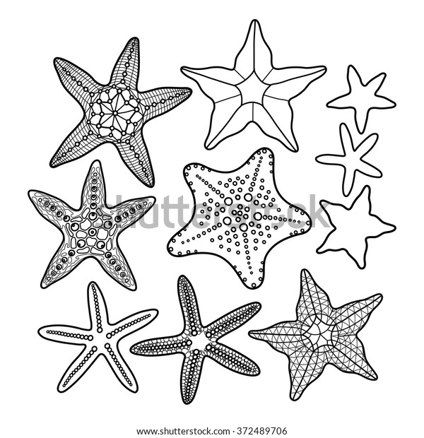 Graphic Starfish Collection Drawn Line Art Stock Vector (Royalty Free ...