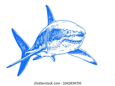 Graphical Blue Shark Isolated On White Stock Vector (Royalty Free ...