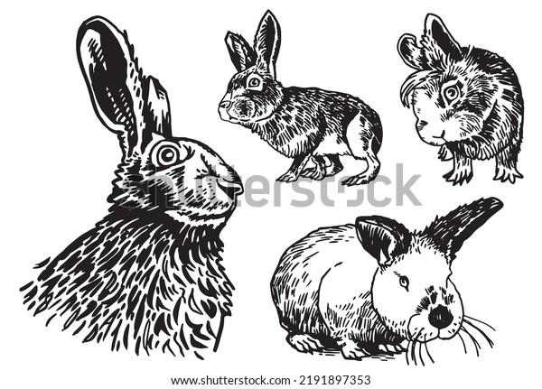 Graphical Collection Rabbits Isolated On White Stock Vector (Royalty ...