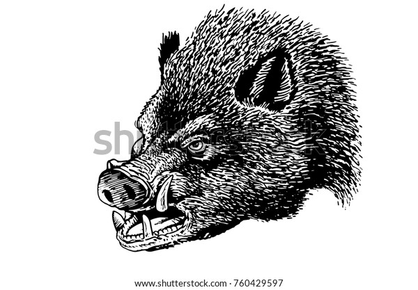 Graphical Portrait Boar Isolated On White Stock Vector (Royalty Free ...