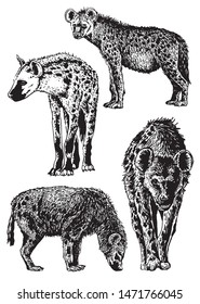 4,310 Hyena illustration Images, Stock Photos & Vectors | Shutterstock