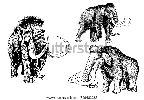 Graphical Set Mammoths Isolated On White Stock Vector (Royalty Free ...