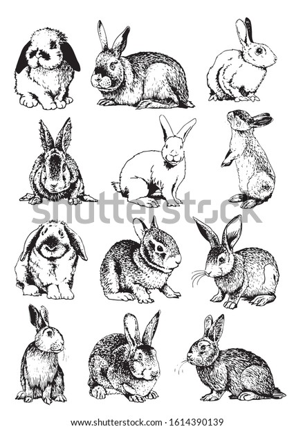 Graphical Set Rabbits Isolated On White: стоковая векторная графика ...