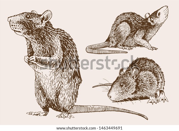 Graphical Set Rats Vintage Illustration Rodents Stock Vector (Royalty ...