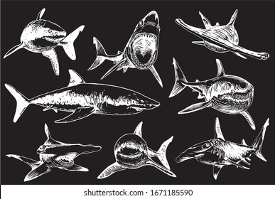 282 Megalodon vector Images, Stock Photos & Vectors | Shutterstock