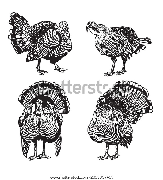 Graphical Set Turkey Birds Isoalted On Stock Vector (Royalty Free ...