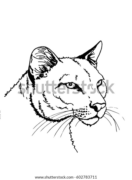 Graphical Sketch Portrait Puma On White Stock Vector (Royalty Free ...
