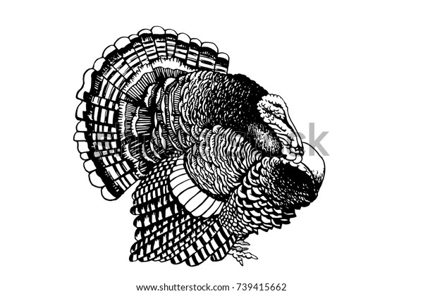 Graphical Sketch Turkey Isolated On White Stock Vector (Royalty Free ...