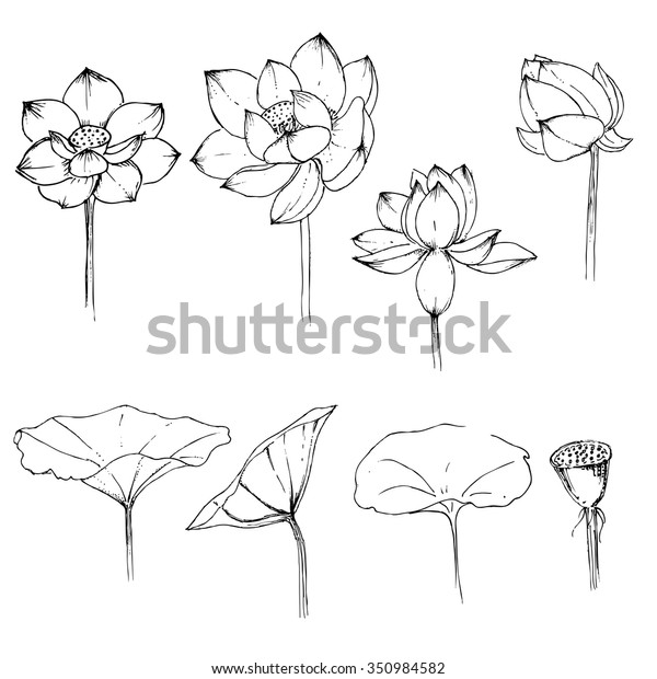 Graphics Hand Drawn Set Lotus Flowers Stock Vector (Royalty Free) 350984582
