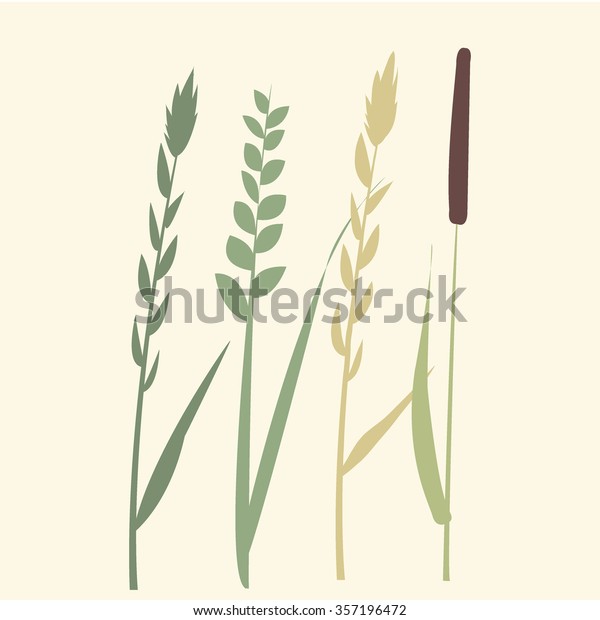 Grass Reed Isolated Illustration Vector Format Stock Vector (Royalty ...