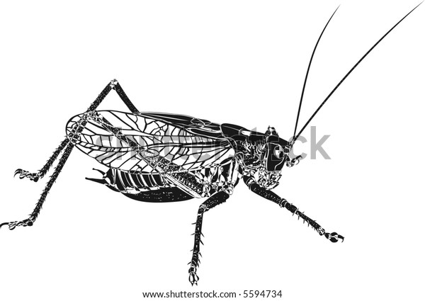 Grasshopper Abstract Black: vector de stock (libre de regalías) 5594734 ...