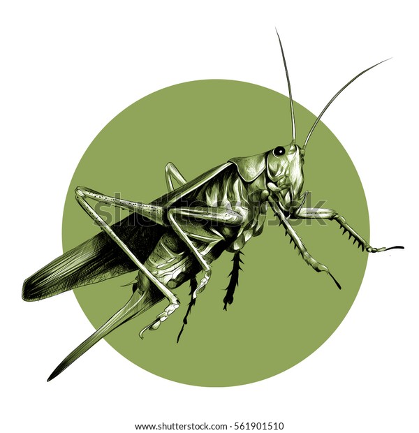 Grasshopper Locusts Sketch Vector On Background: vetor stock (livre de ...