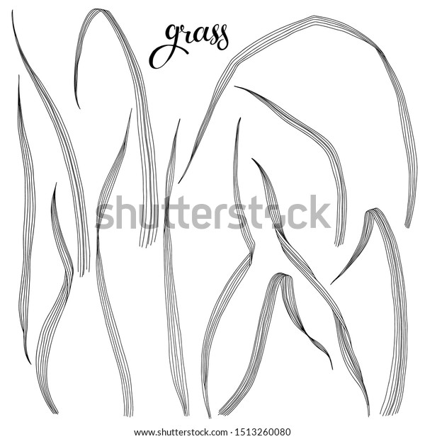 Grasssketchhand Drawn Outline Vector Illustration Isolated Stock Vector ...