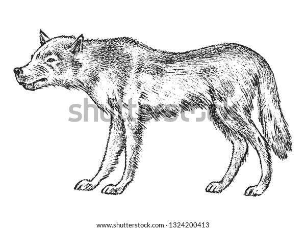 Gray Wolf Wild Animal Symbol North Stock Vector (Royalty Free) 1324200413