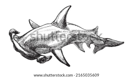 Hammerhead Shark Outline | Free download on ClipArtMag